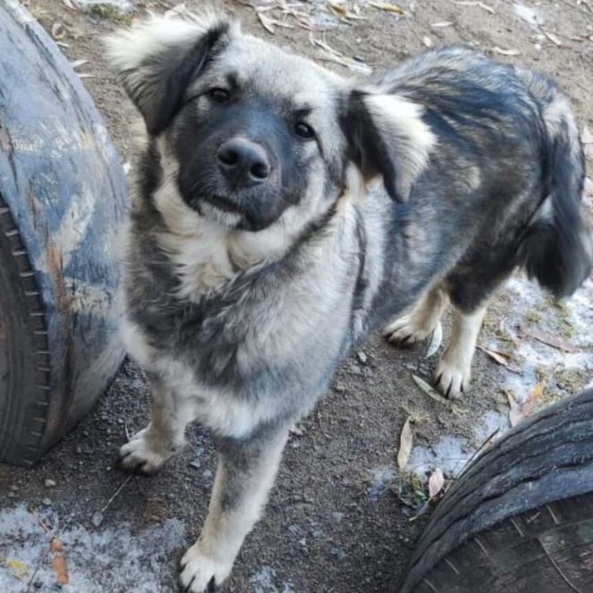 Взрослая собака в добрые руки