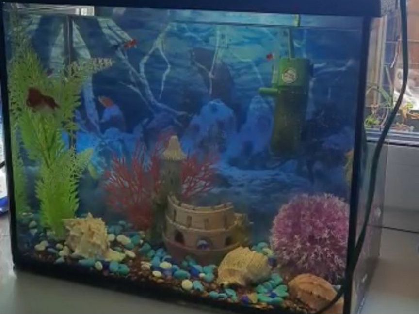 Аквариум