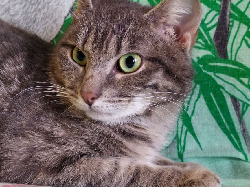 Большой Добряк в хорошую семью