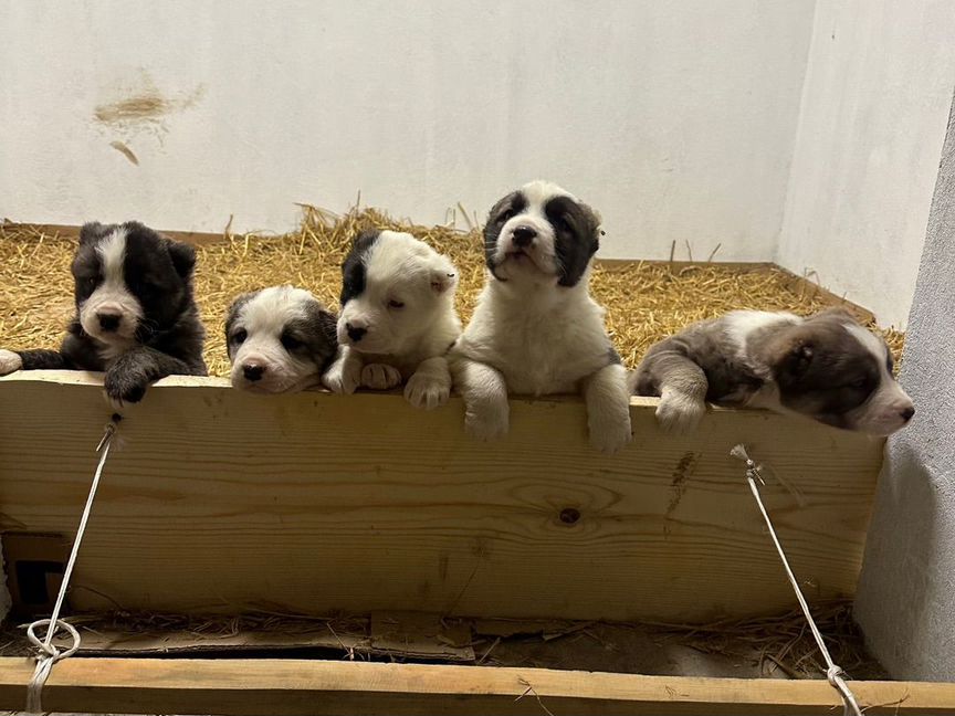 Щенки Алабаи Среднеазиатская овчарка
