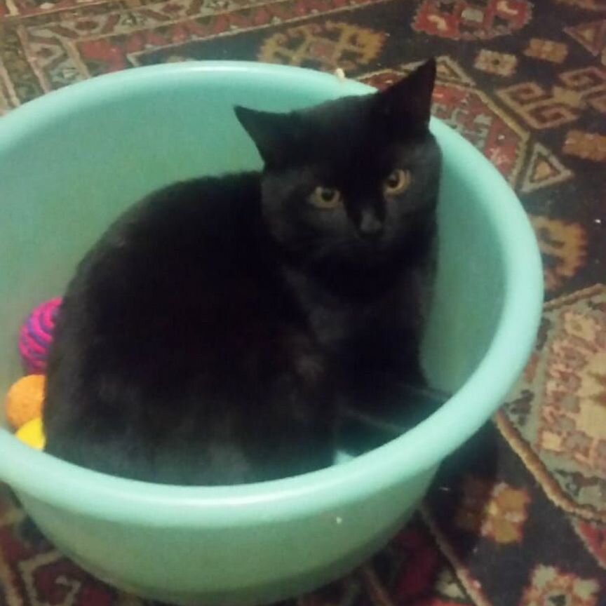 Кот в добрые руки