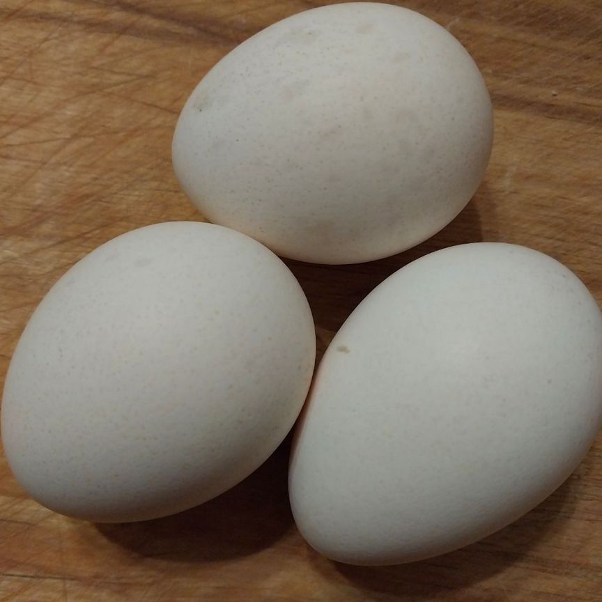 Инкубационное яйцо индейки