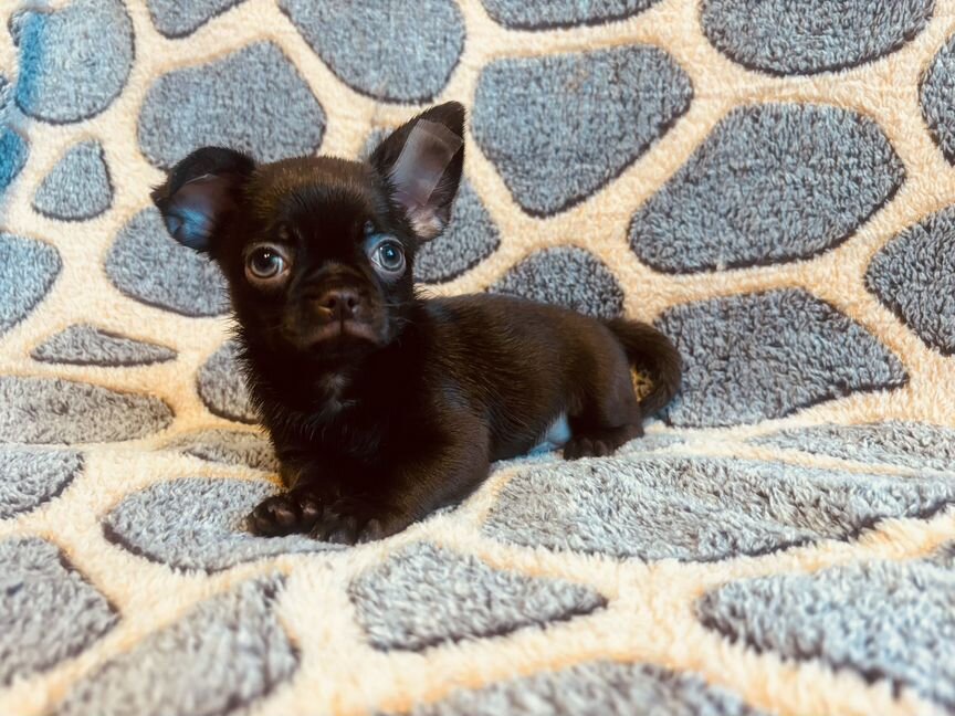 Шоколадный зайчик мини