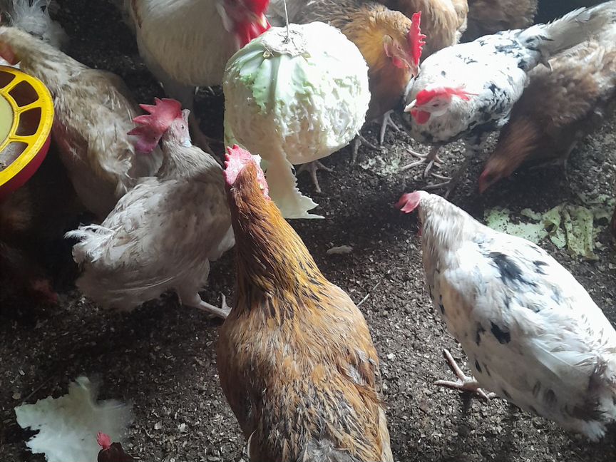 Куры несушки леггорн далматинцы