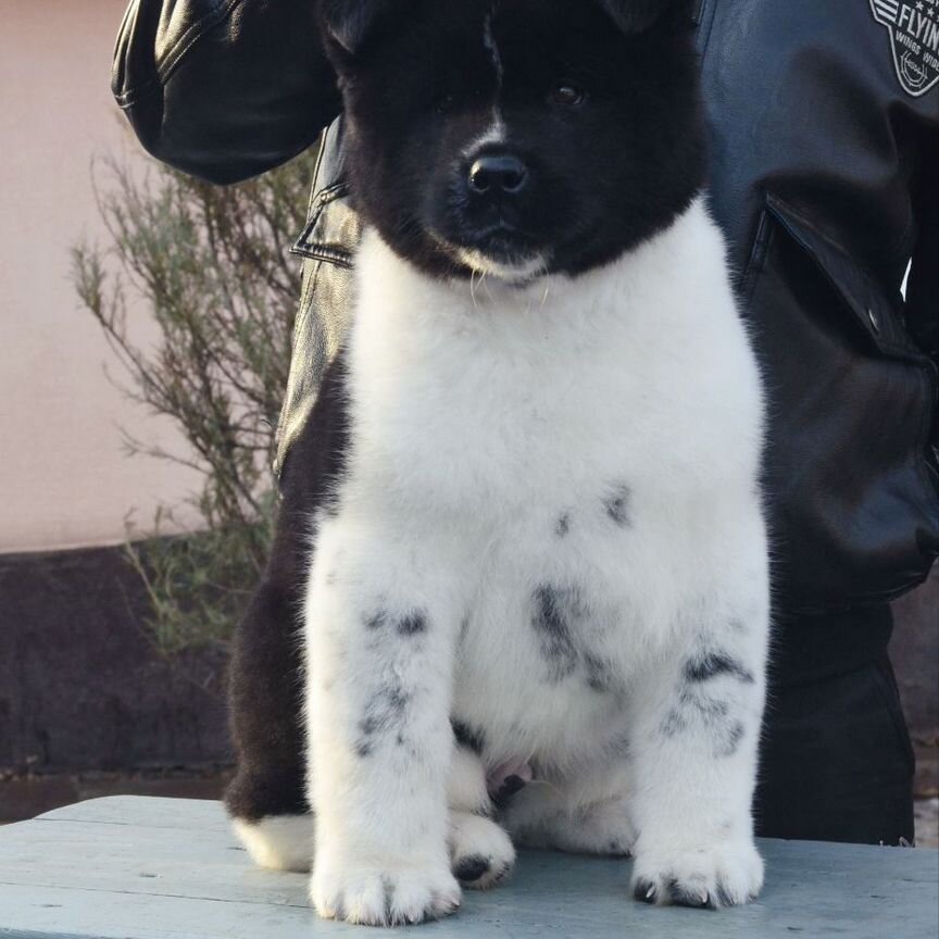 Черный брильянт