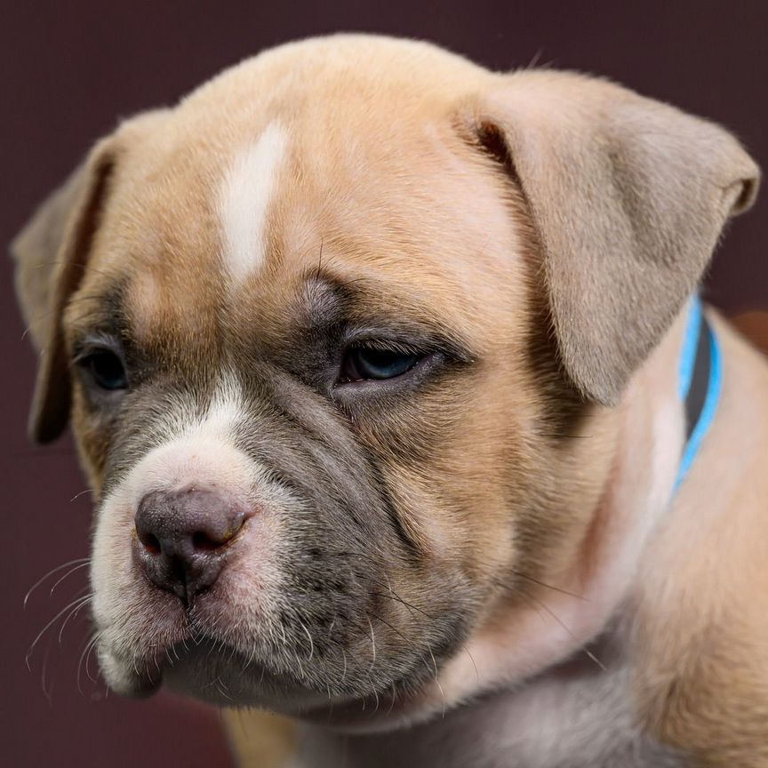 Американский булли, щенок