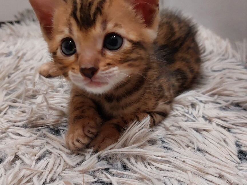 Бенгальские котята