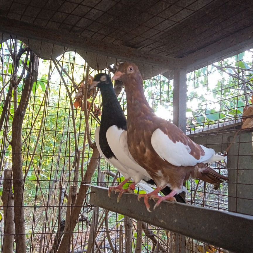 Голуби кормили, казанский панцирный