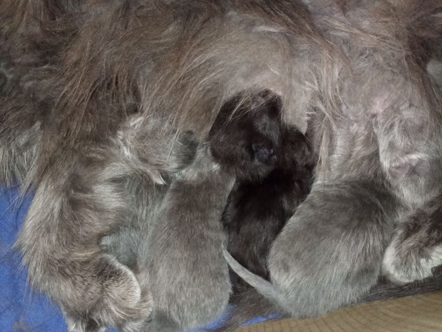 Котята в добрые руки