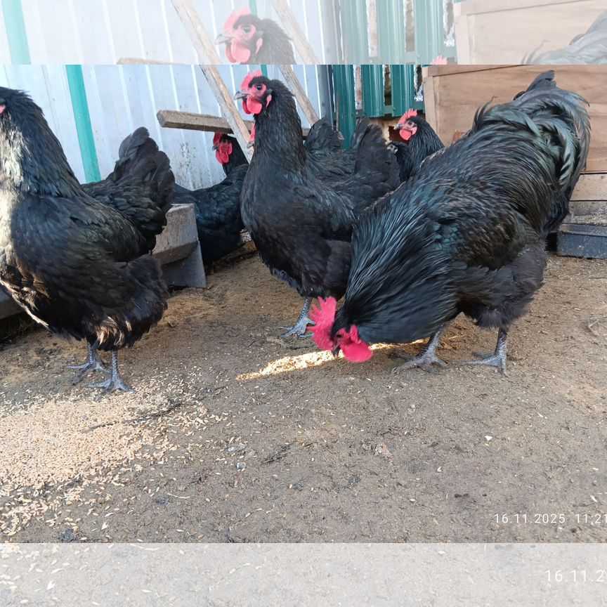 Инкубационное яйцо Джерсийского гиганта