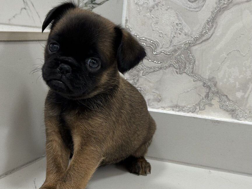 Щенки пти брабансона