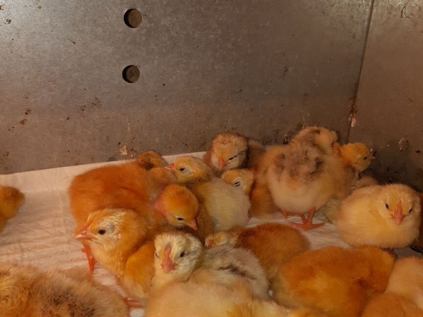 Цыплята цветной бройлер