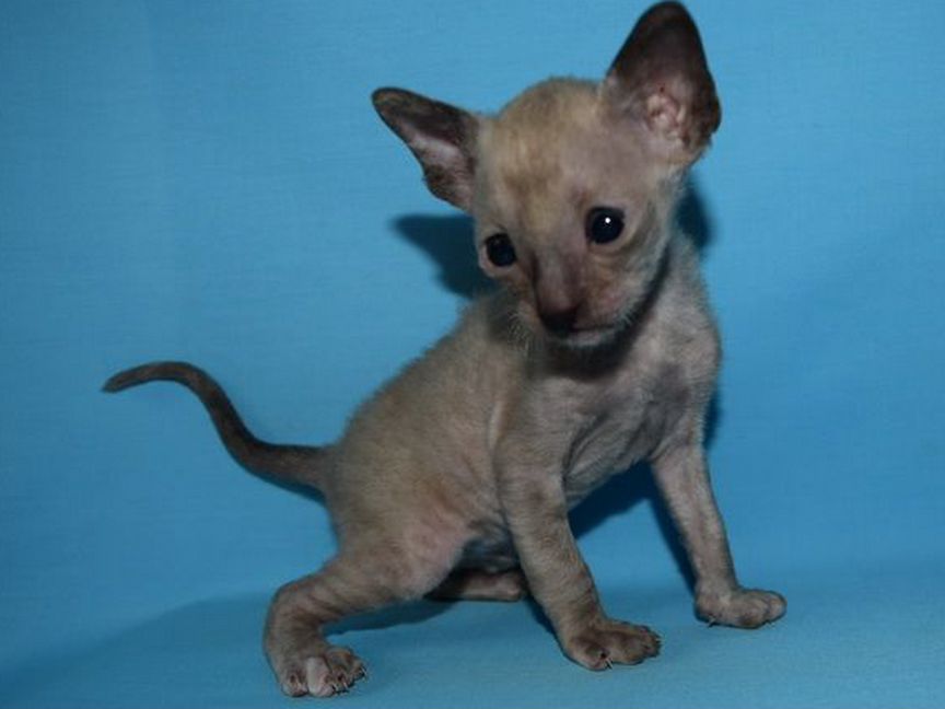 Корниш рекс котята