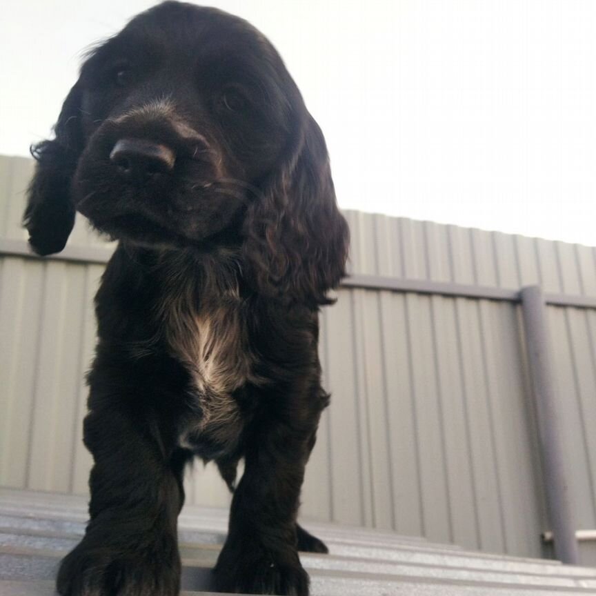 Щенки русского охотничьего спаниеля