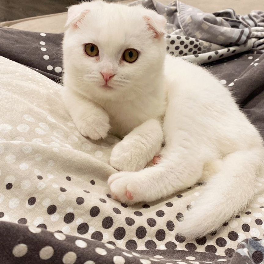 Шотландская вислоухая