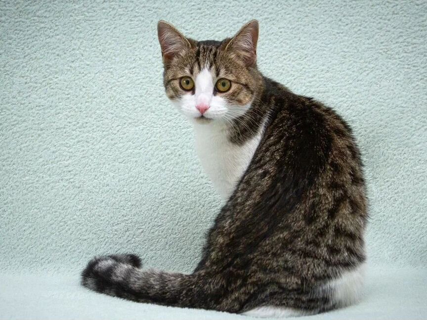 Ласковый котенок Ева в добрые руки