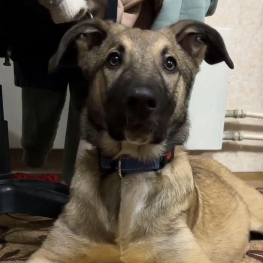 Щенок в добрые руки бесплатно