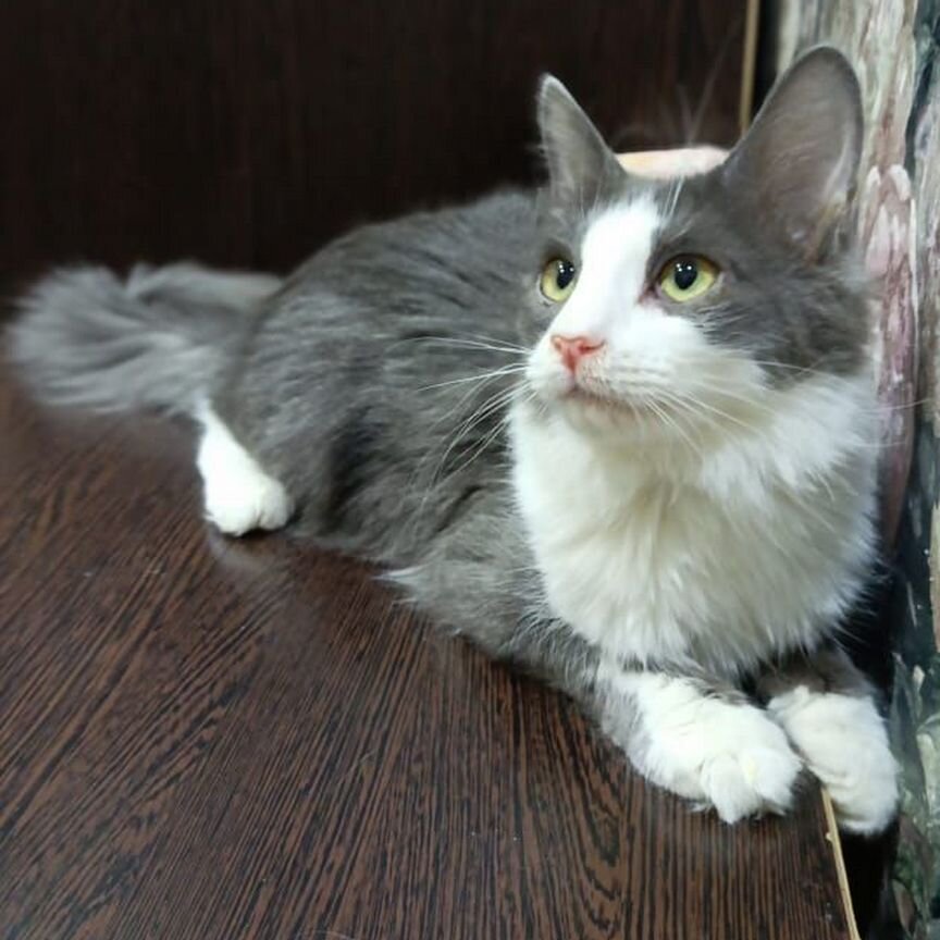 Котенок-подросток в добрые руки