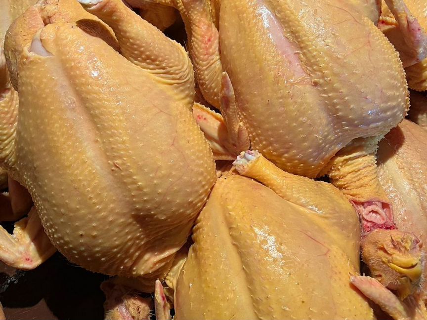 Куры оптом Халяль