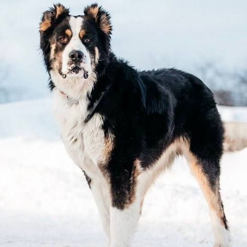 Фундук Сао алабай в добрые руки
