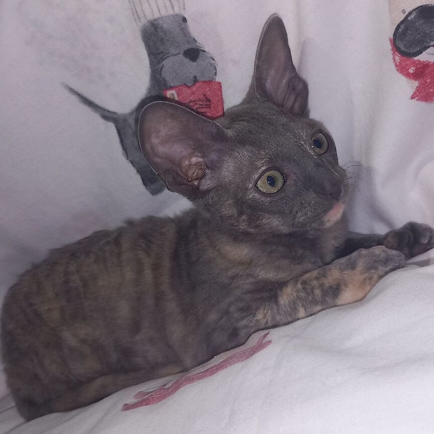 Корниш-рекс котёнок