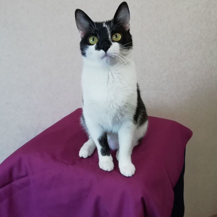Котенок