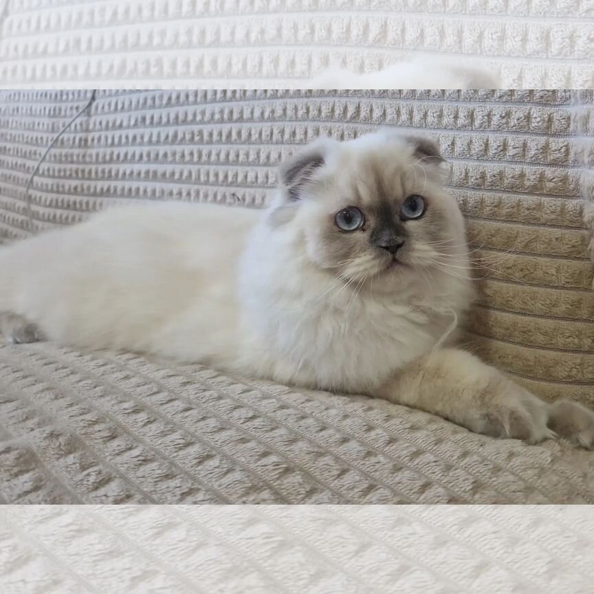 Шотландская вислоухая длинношёрстная, взрослая кошка