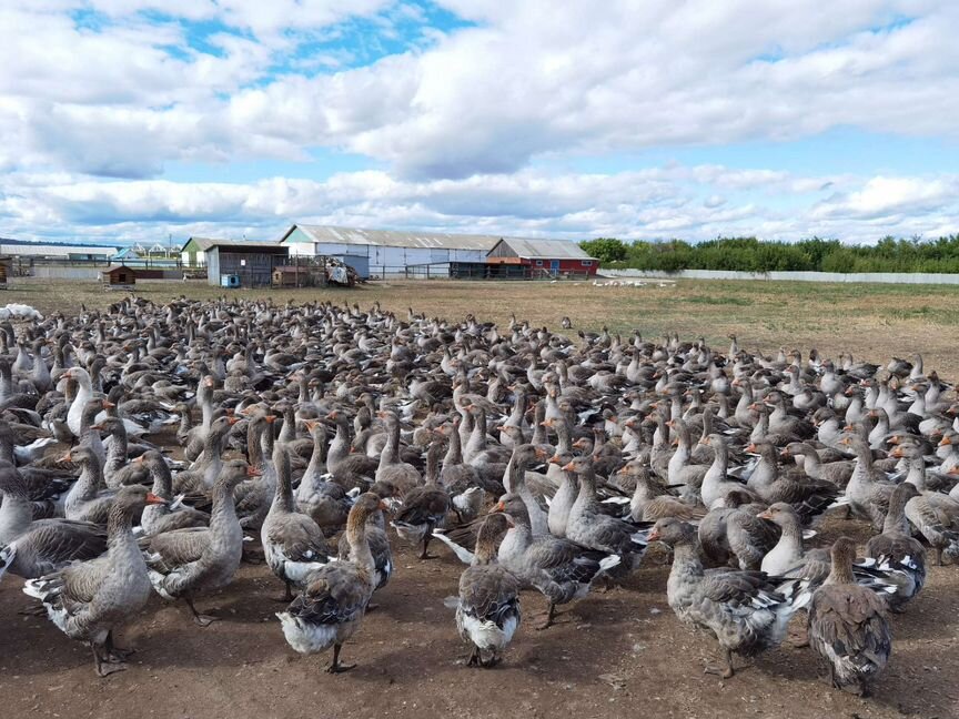 Гуси на забой Крупная Серая
