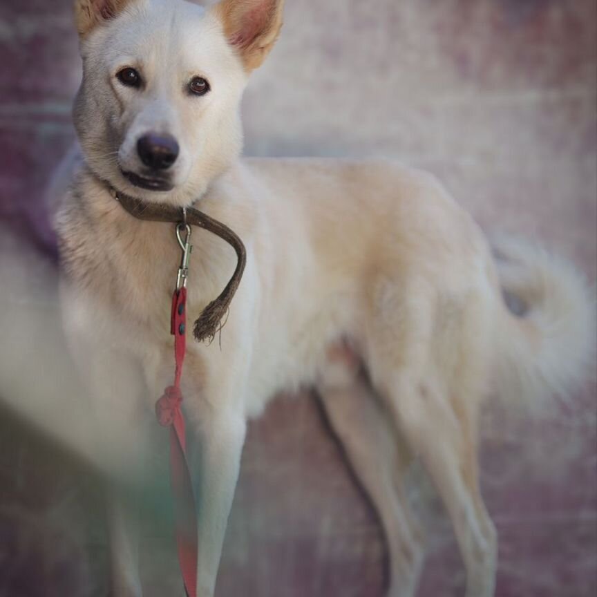 Пес в добрые руки