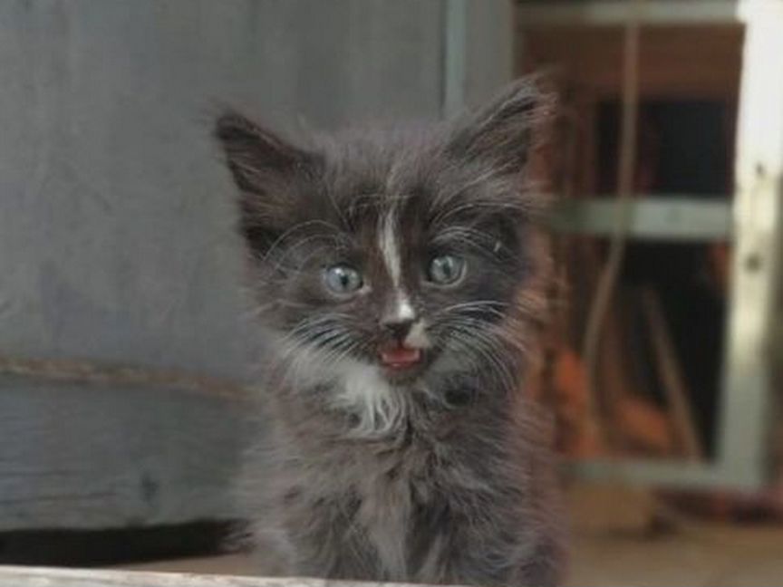 Котят выкинули. Нужен дом