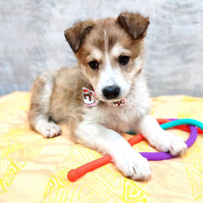 Симпатичный щеночек в дар