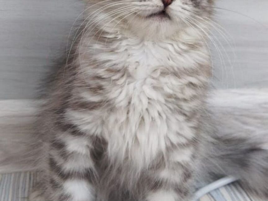 Котята в добрые руки приучены к лотку