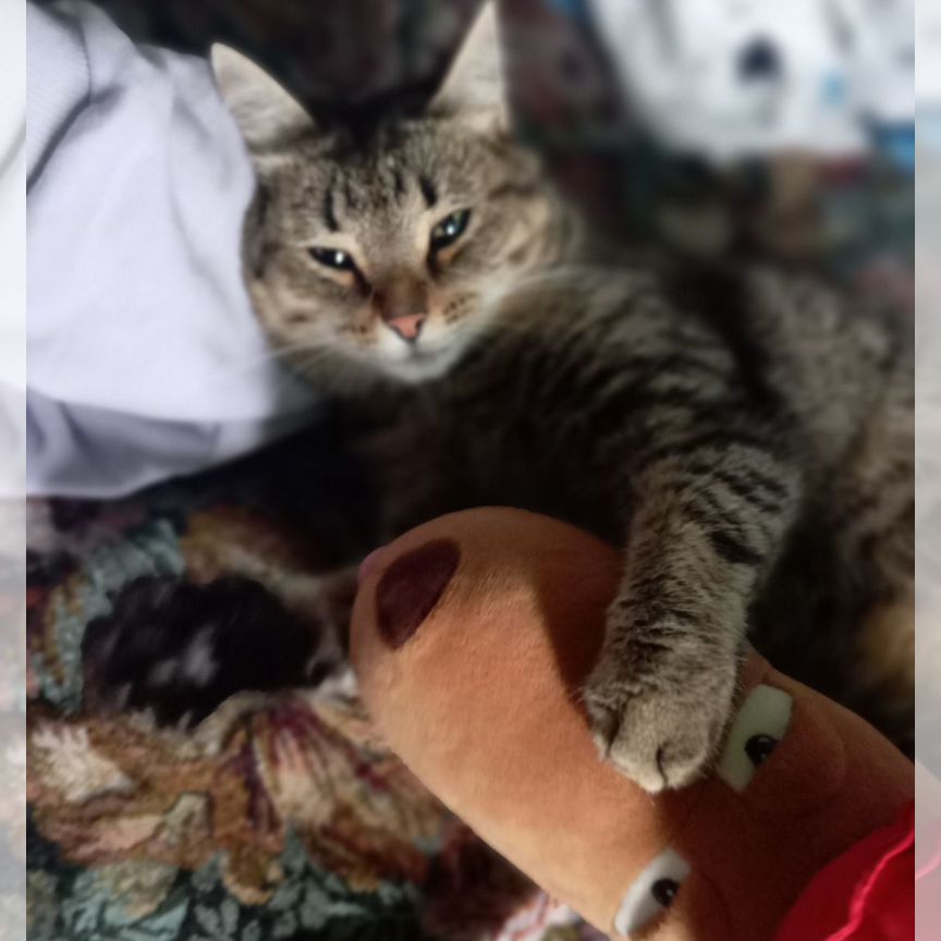 Ищем для молодой, стерилизованной кошечки дом