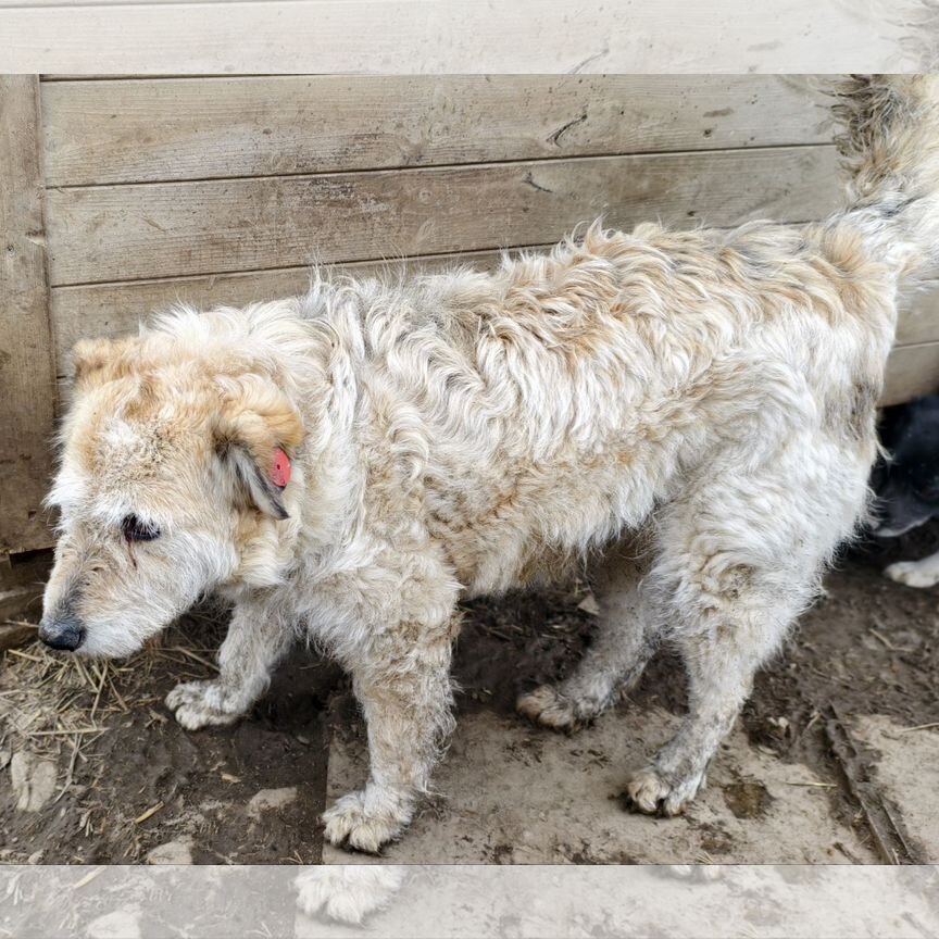 Взрослая собака в добрые руки
