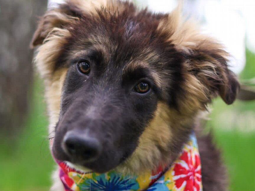 Собака Шкипер из приюта хочет домой