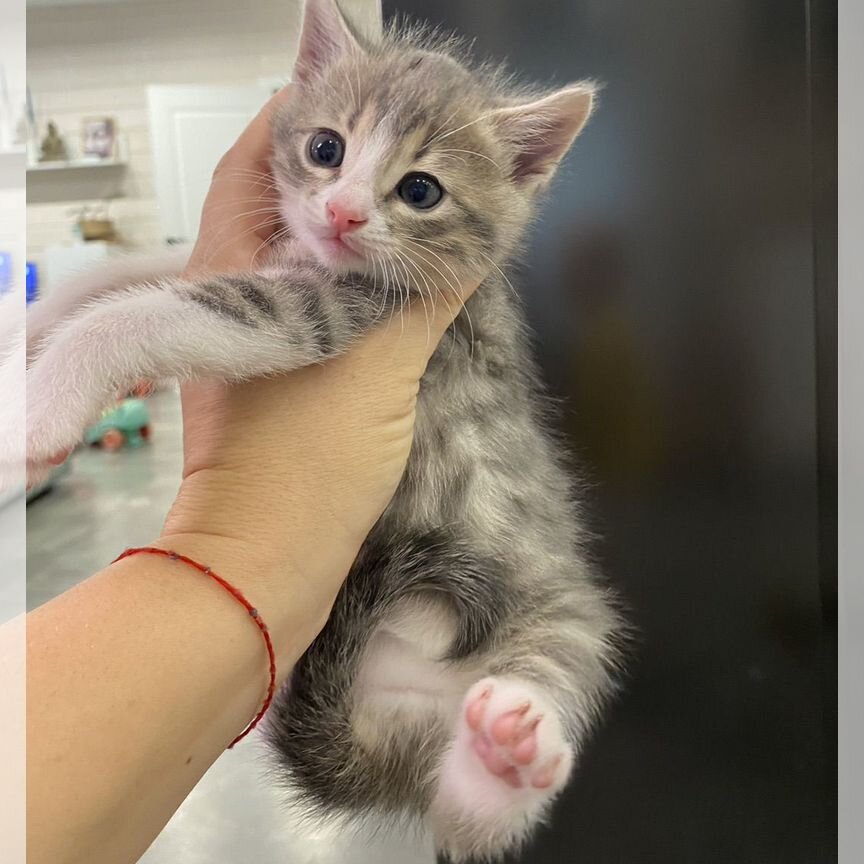 Отдам в хорошие руки котенка