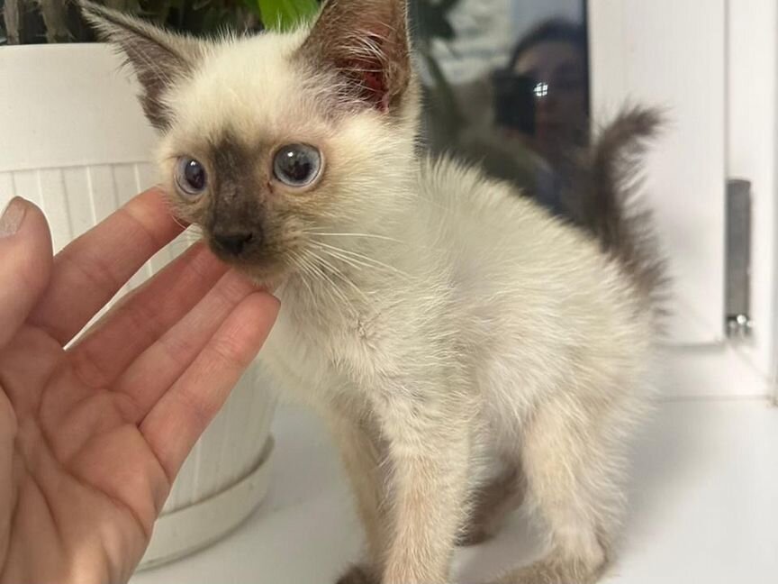 Котенок в добрые руки