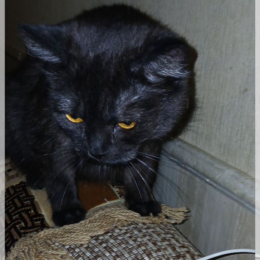 Шатланская кошечка