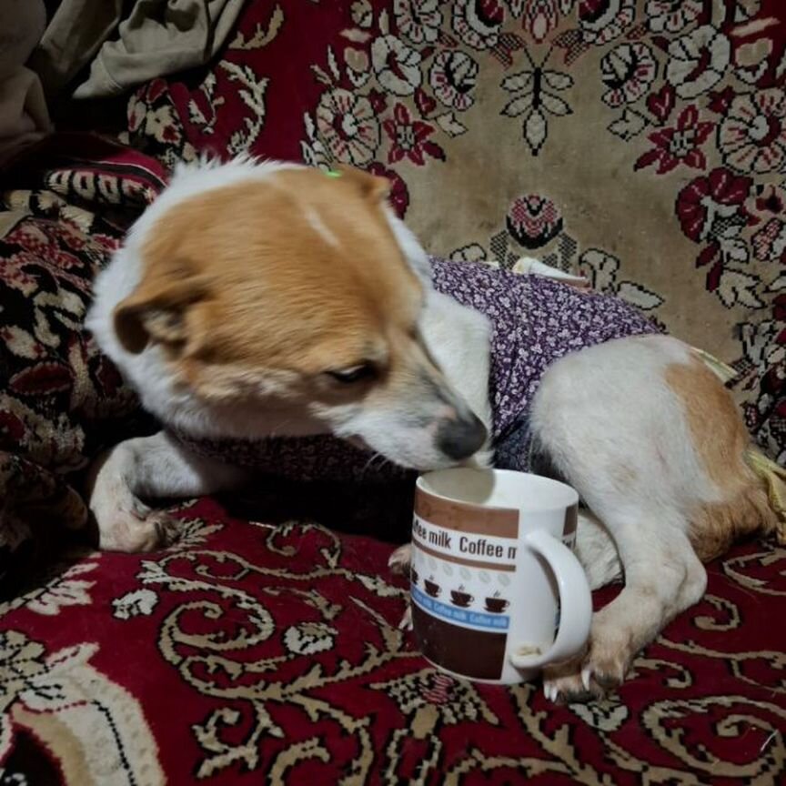 Добрая девочка