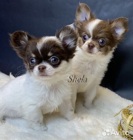 Двое из ларца