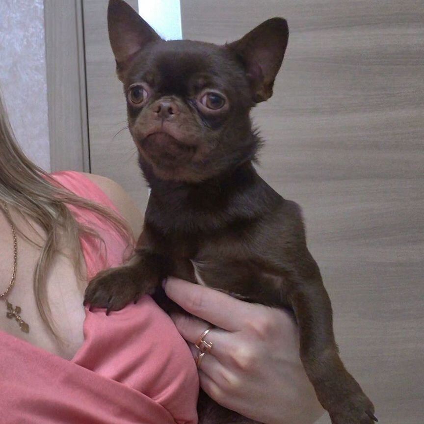 Чихуахуа, щенок