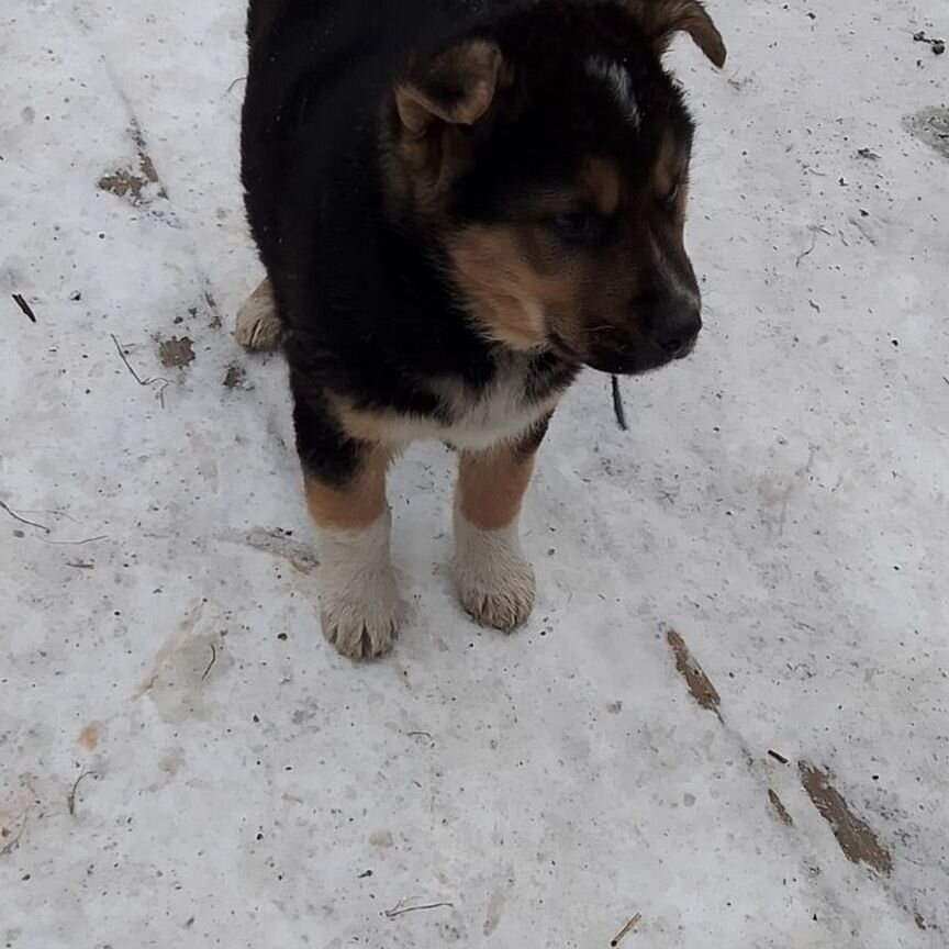 Щенок в добрые руки