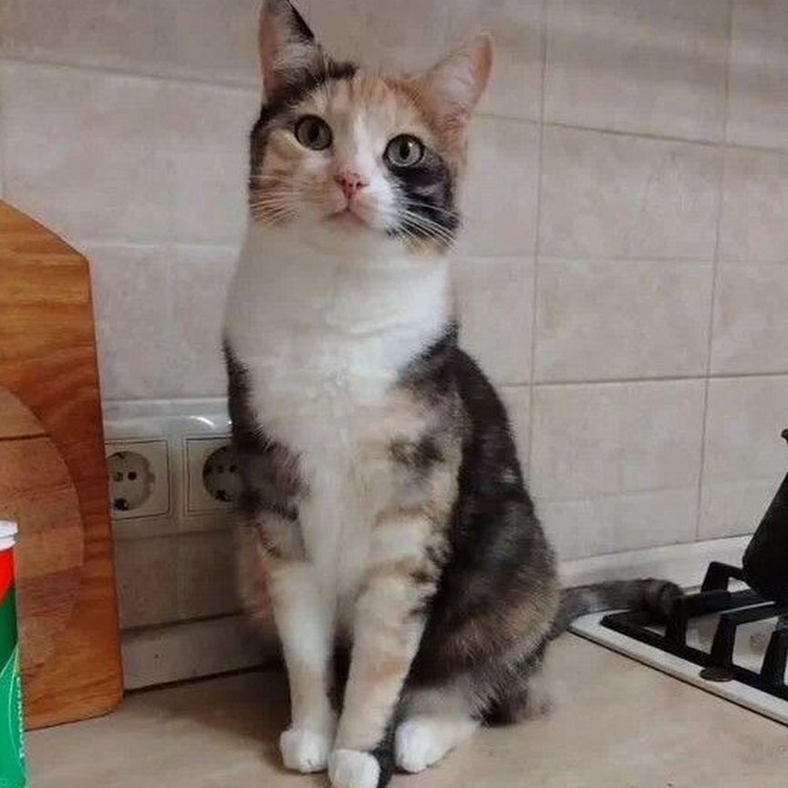 Взрослая, кошка в добрые руки