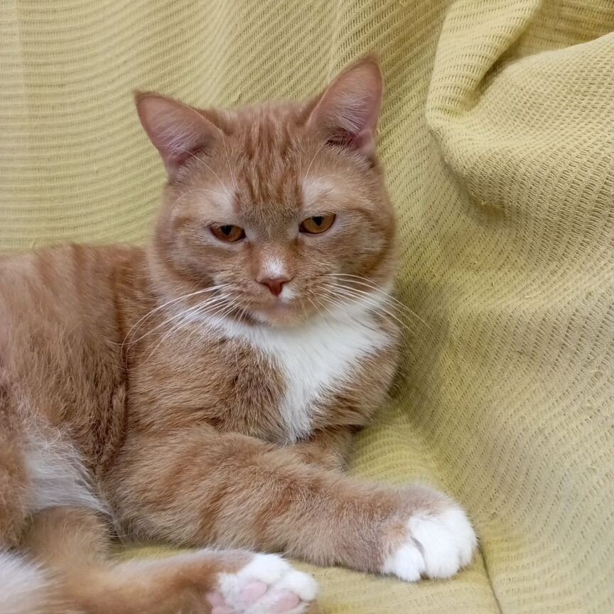 Отдам кота в добрые руки бесплатно