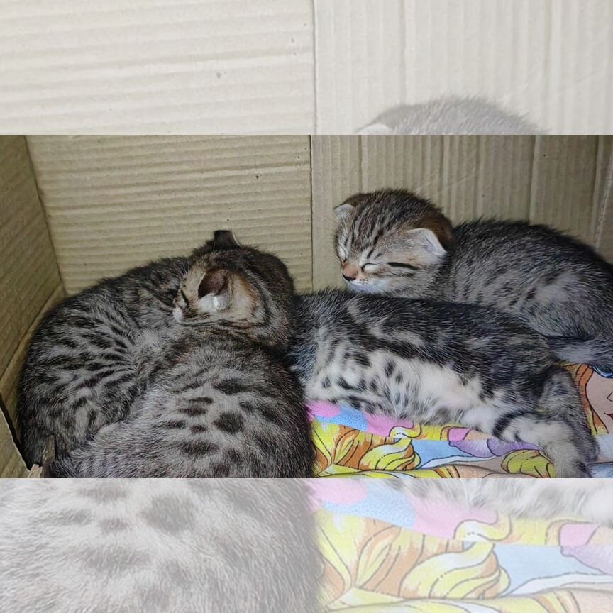 Шотландские вислоухие котята