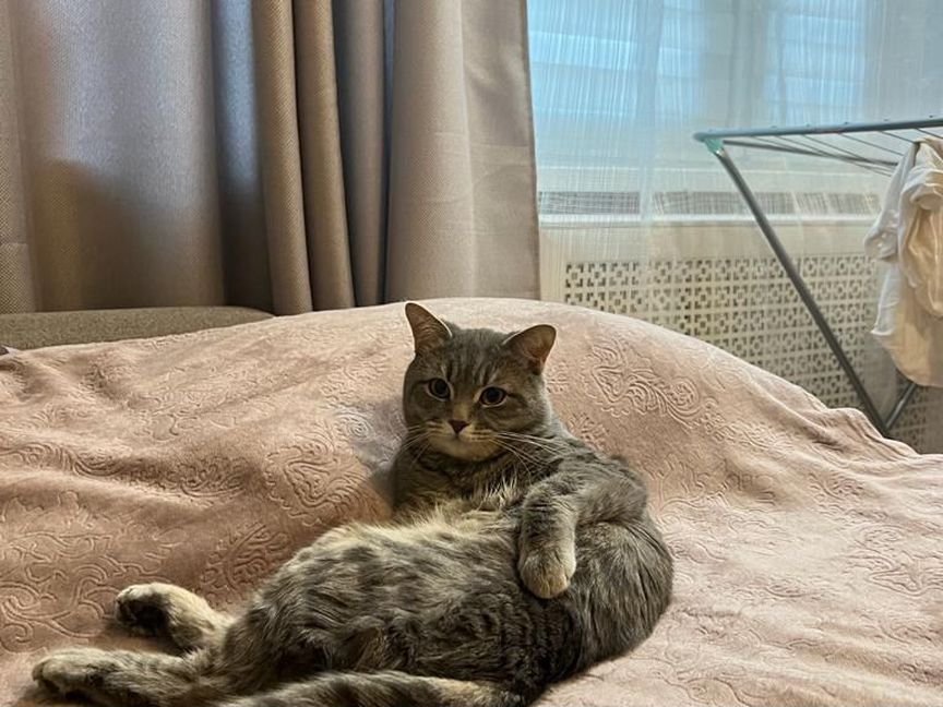 Котята в добрые руки бесплатно мальчик