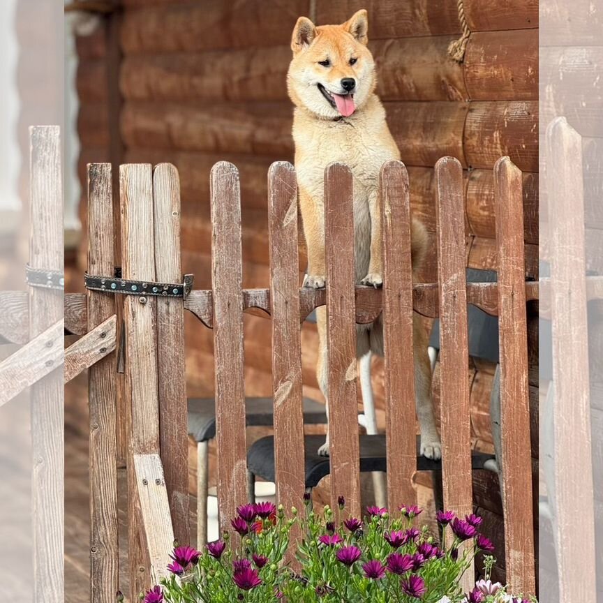 Сиба-ину, щенок