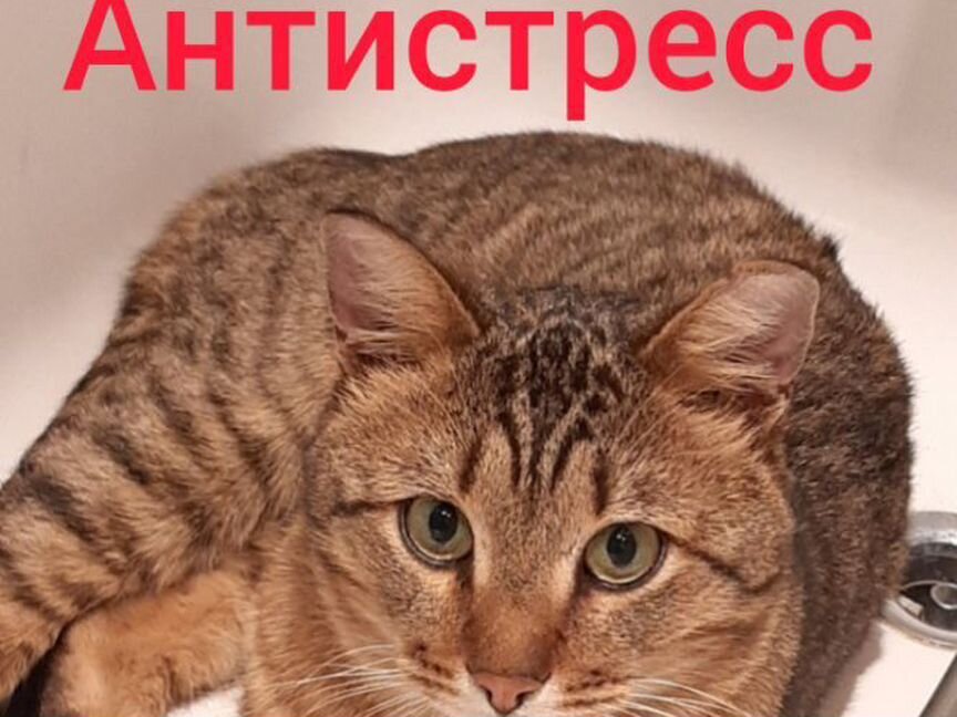 Котики бесплатно