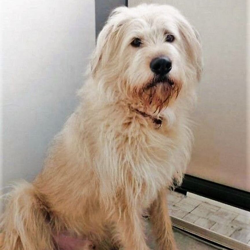 Собака в добрые руки