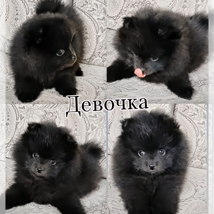 Померанский шпиц, щенок